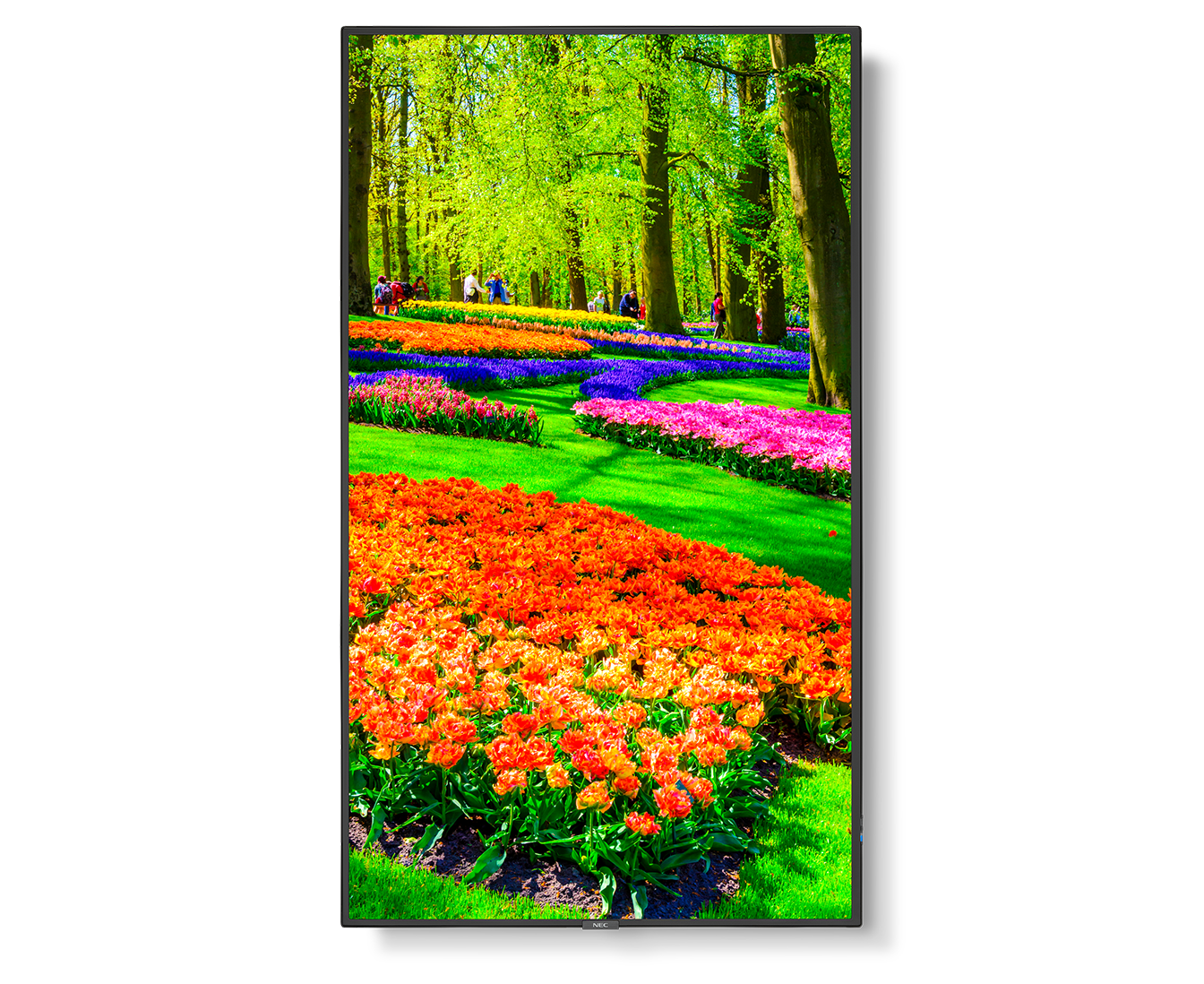 Sharp M431 43" 4K UHD Professional Display | Sharp Canada